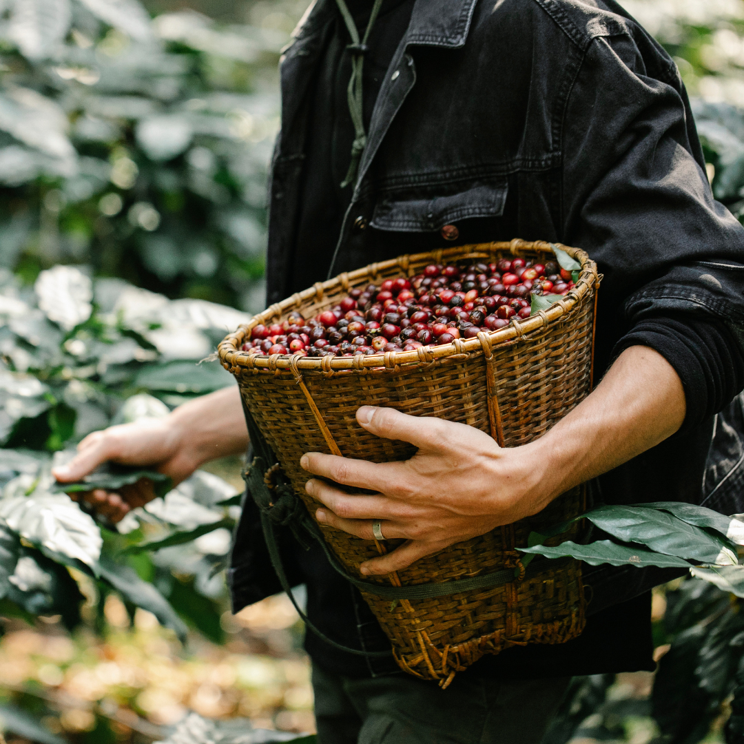 Eating Coffee Beans: Are They Safe to Eat? A Comprehensive Guide to Sa ...